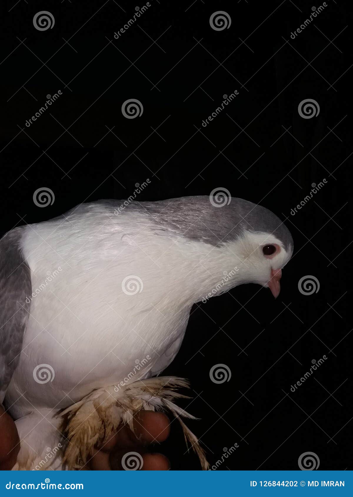 Beautiful bard stock photo. Image of beautiful, natural - 126844202