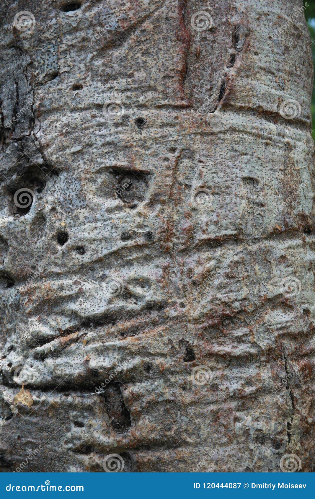 Beautiful Bark of the Baobab Tree Stock Image - Image of majestic ...