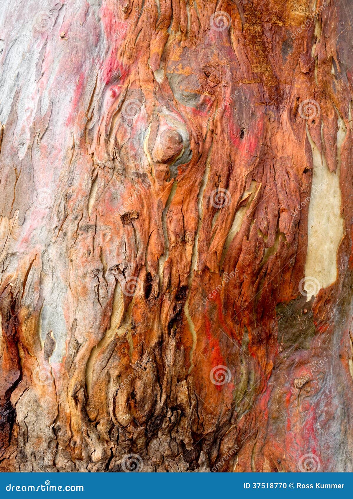 Beautiful bark stock photo. Image of macro, wood, wavy - 37518770