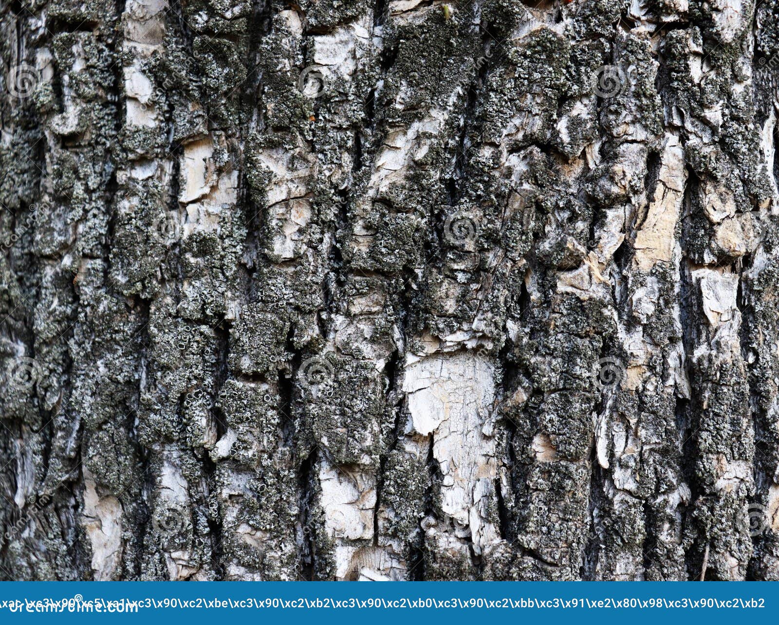 Beautiful Gray Bark Texture. Abstract Wood Background Stock Photo ...