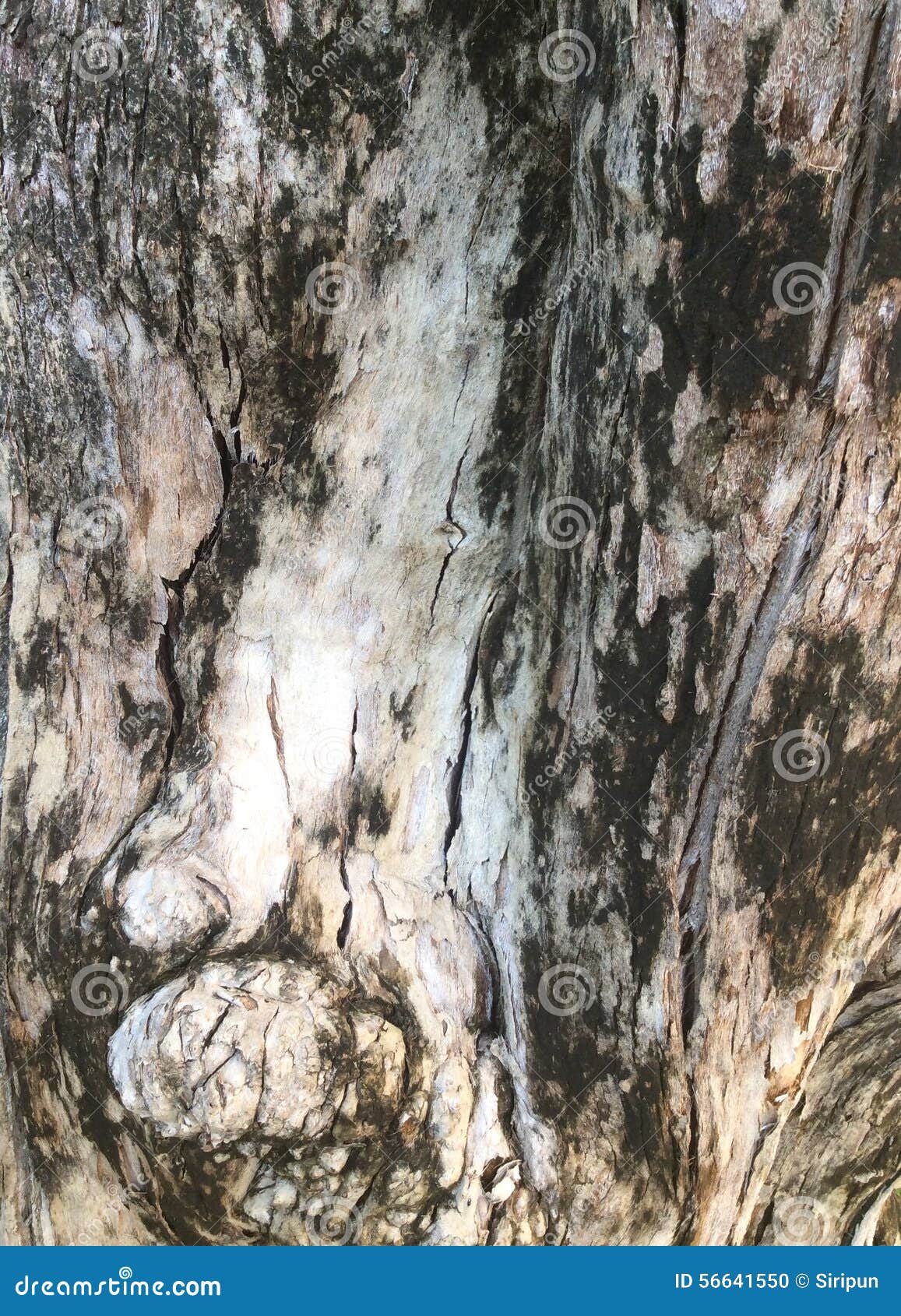Beautiful Bark of Tree Texture Stock Photo - Image of texture, trees ...