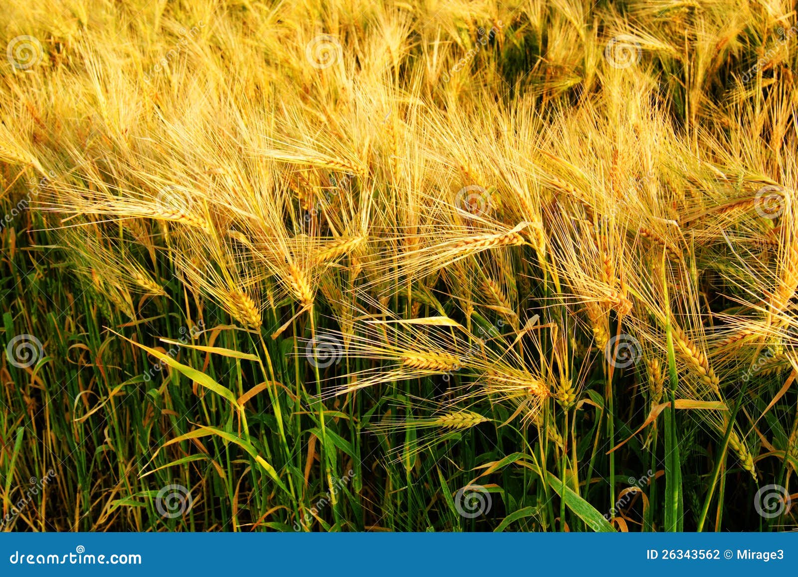 Beautiful Barley Cereal Field Stock Photo - Image of rural, botanical ...