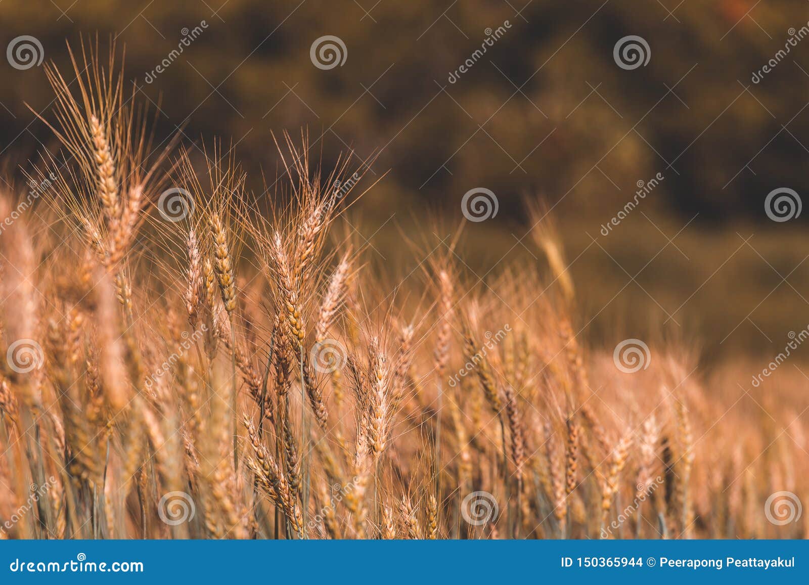 Beautiful Barley Field in Sunset Stock Photo - Image of food ...