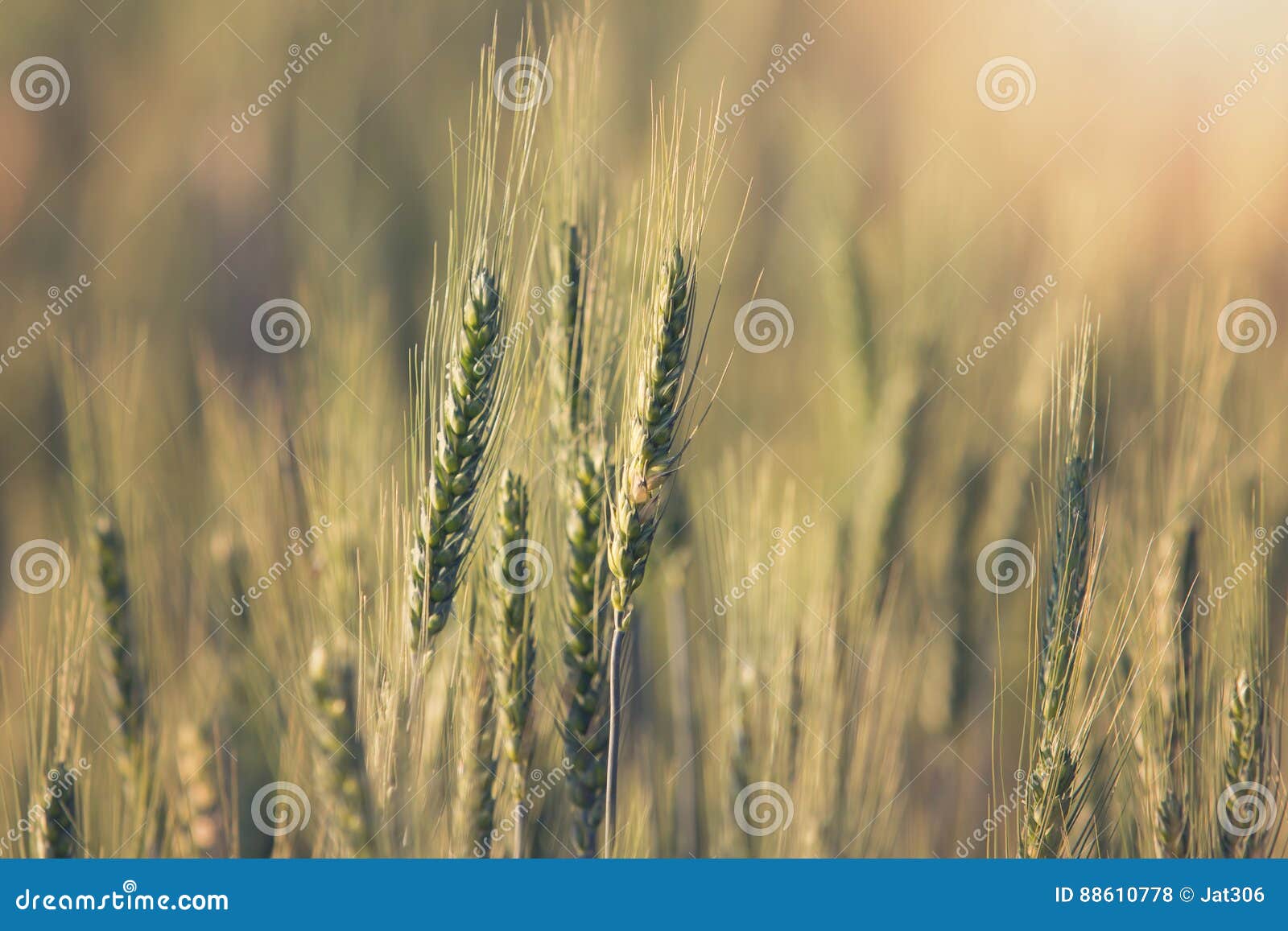 Beautiful Barley Field at Sunset Stock Photo - Image of barley, feed ...