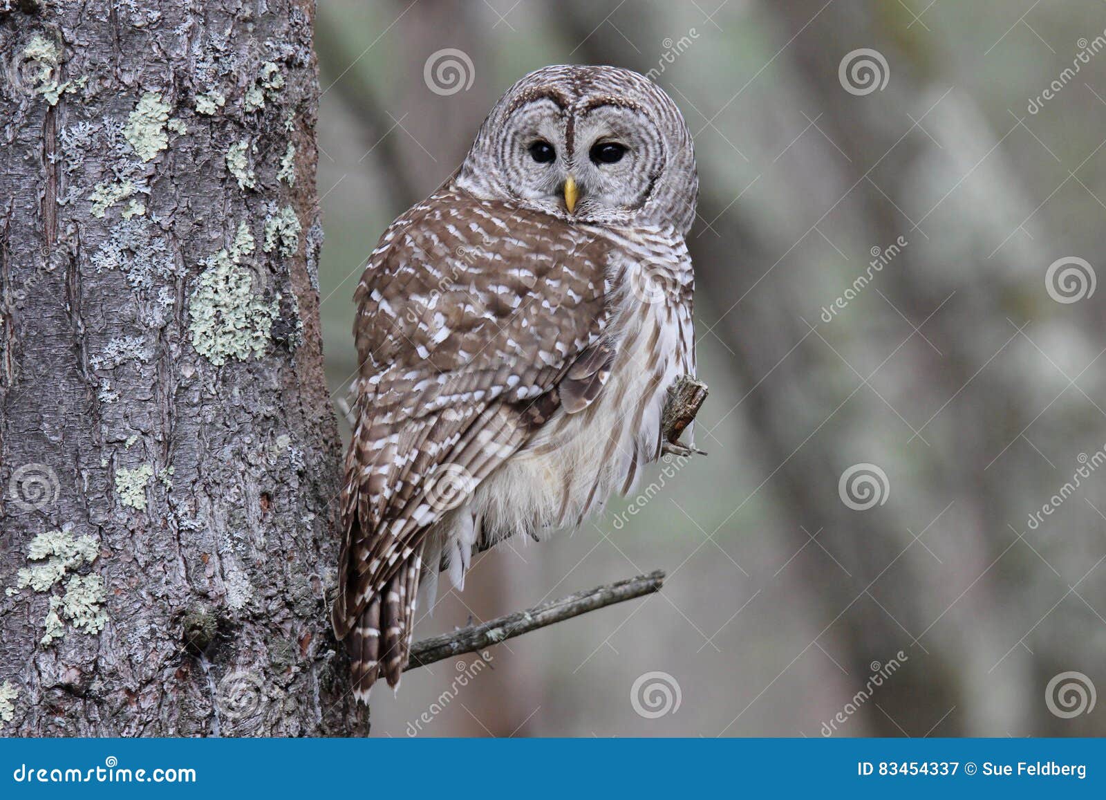 Beautiful Barred Owl stock image. Image of bird, alert - 83454337