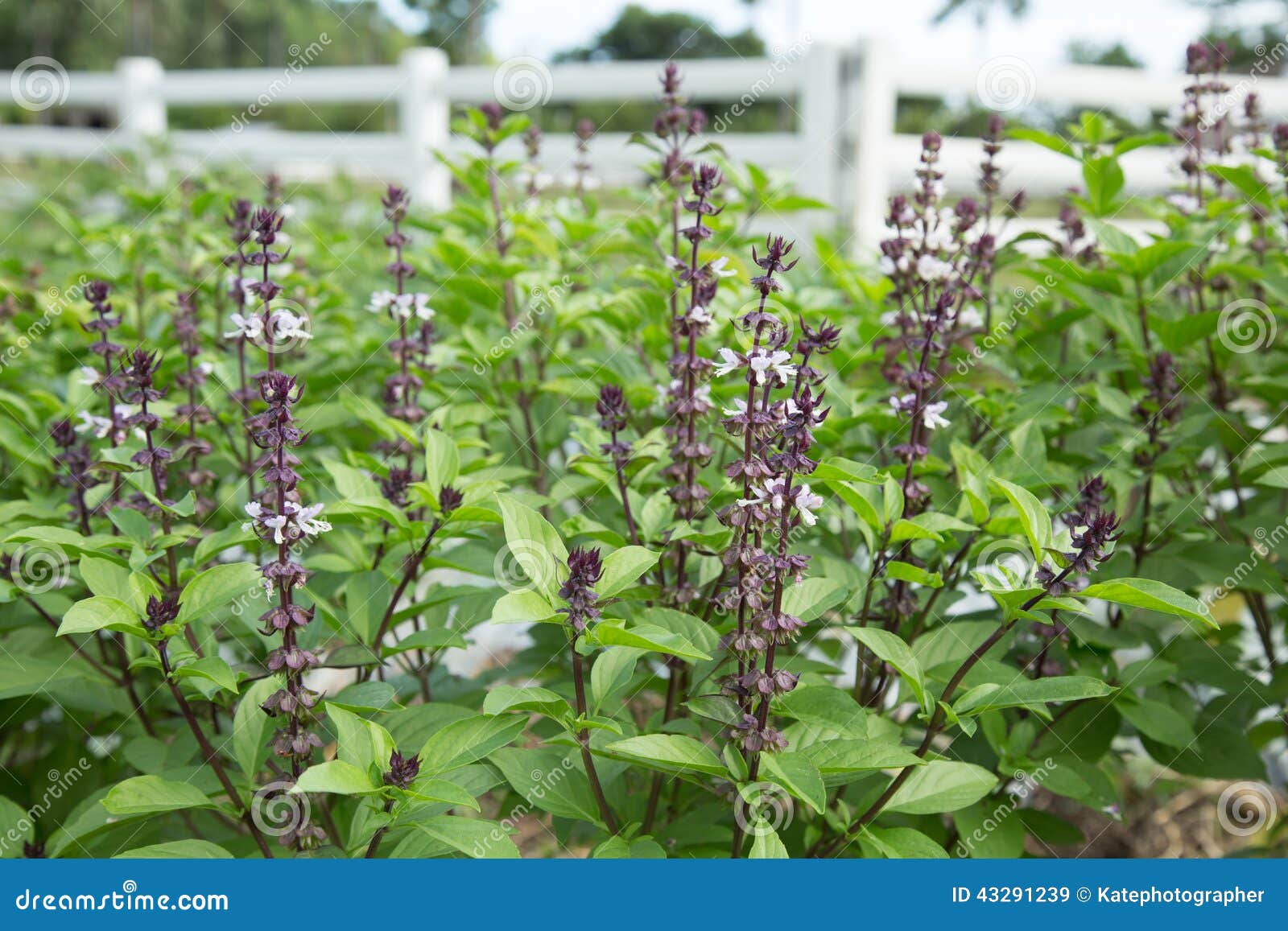 Beautiful basil field. stock image. Image of fresh, export - 43291239