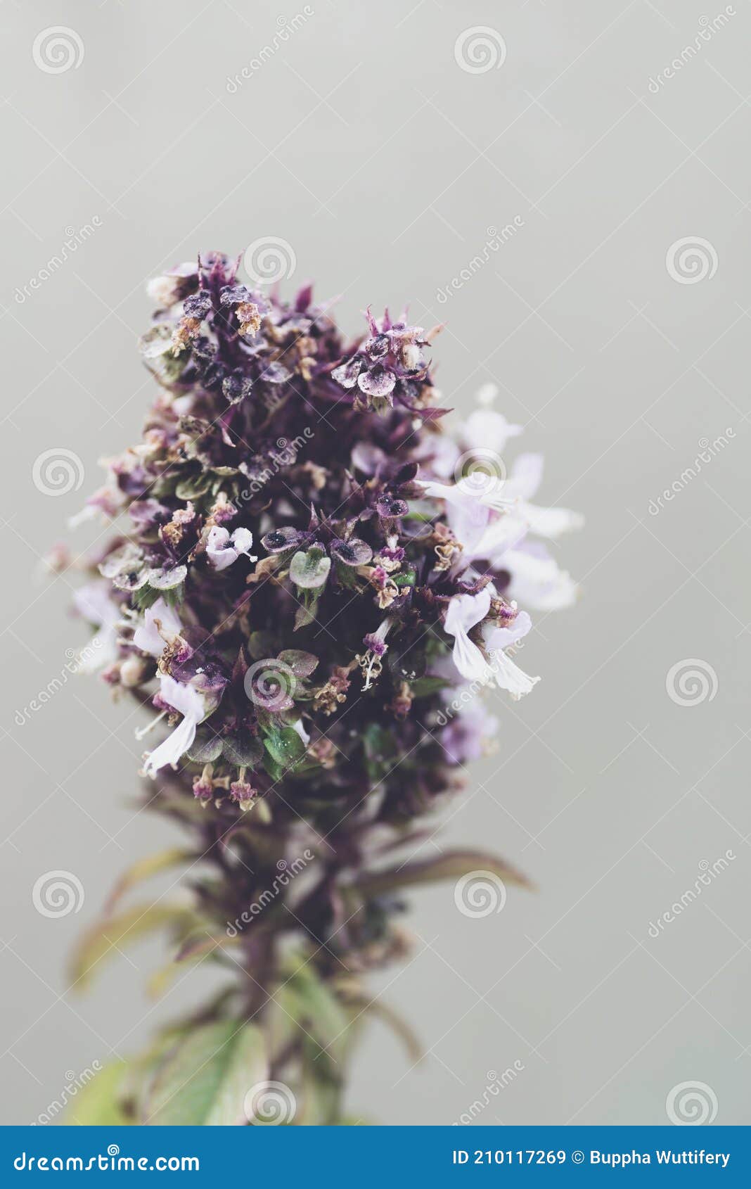 Beautiful Basil Flowers Blossom in a Garden Stock Image - Image of ...