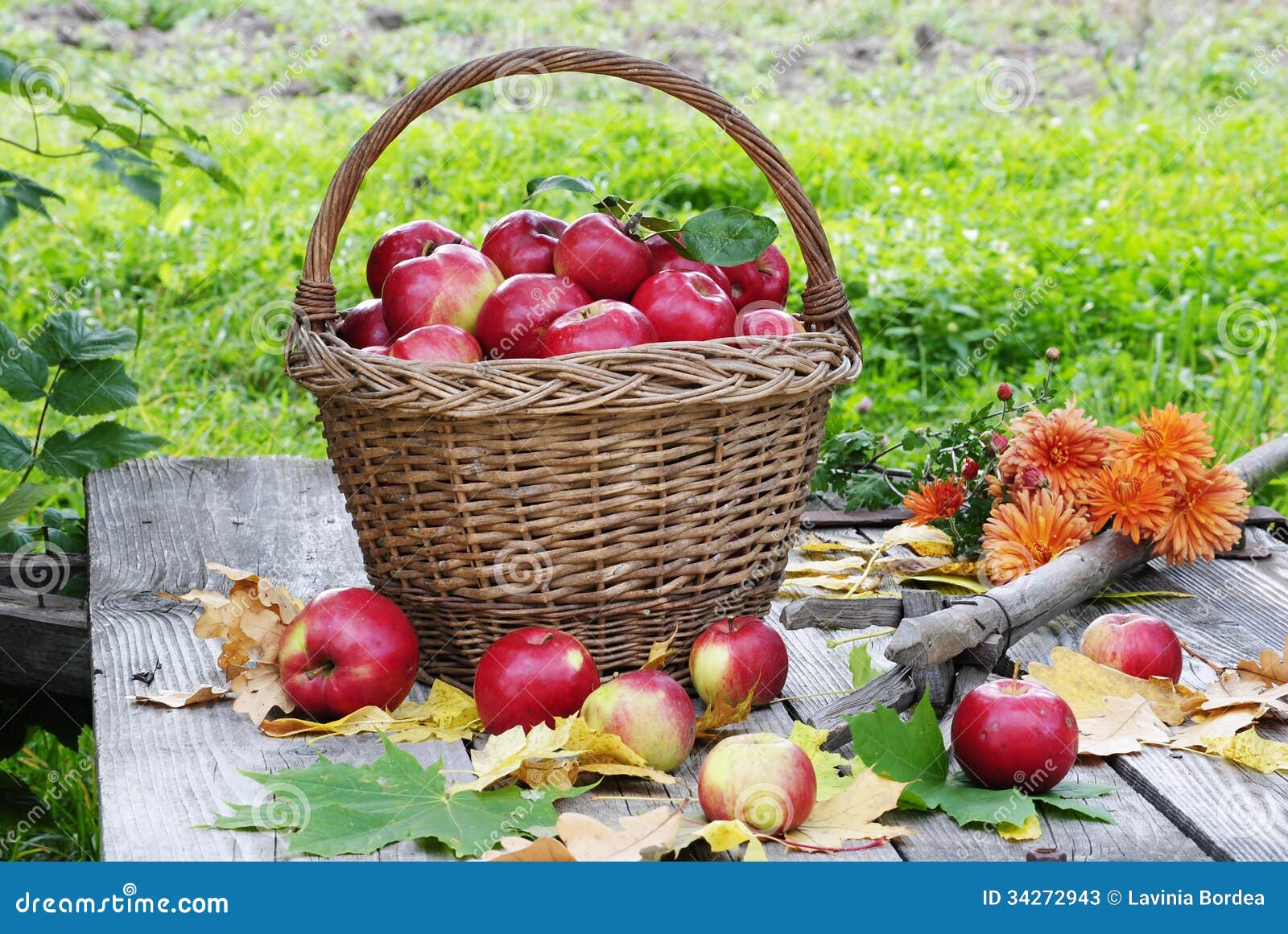 Beautiful Basket with Apples Stock Image - Image of grass, ecology ...