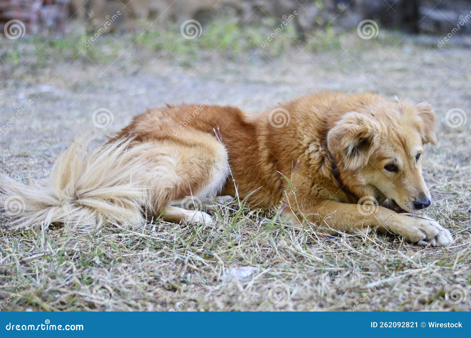 Beautiful Basque Shepherd Dog Resting on the Ground Stock Image - Image ...
