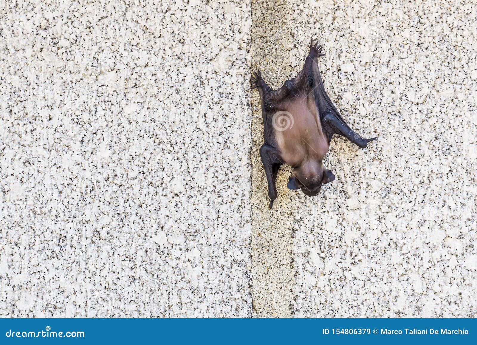Beautiful Bat Attached To a Brick Wall Upside Down during Daylight ...