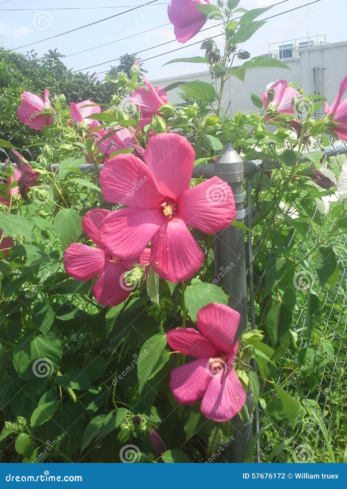 A Beautiful Batch of Flowers Stock Photo - Image of batch, beautiful ...