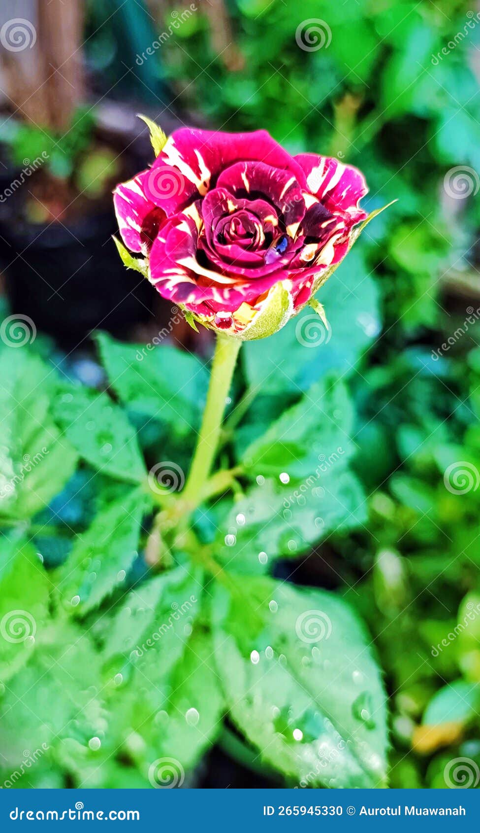 Beautiful batik roses stock photo. Image of yellow, flower - 265945330