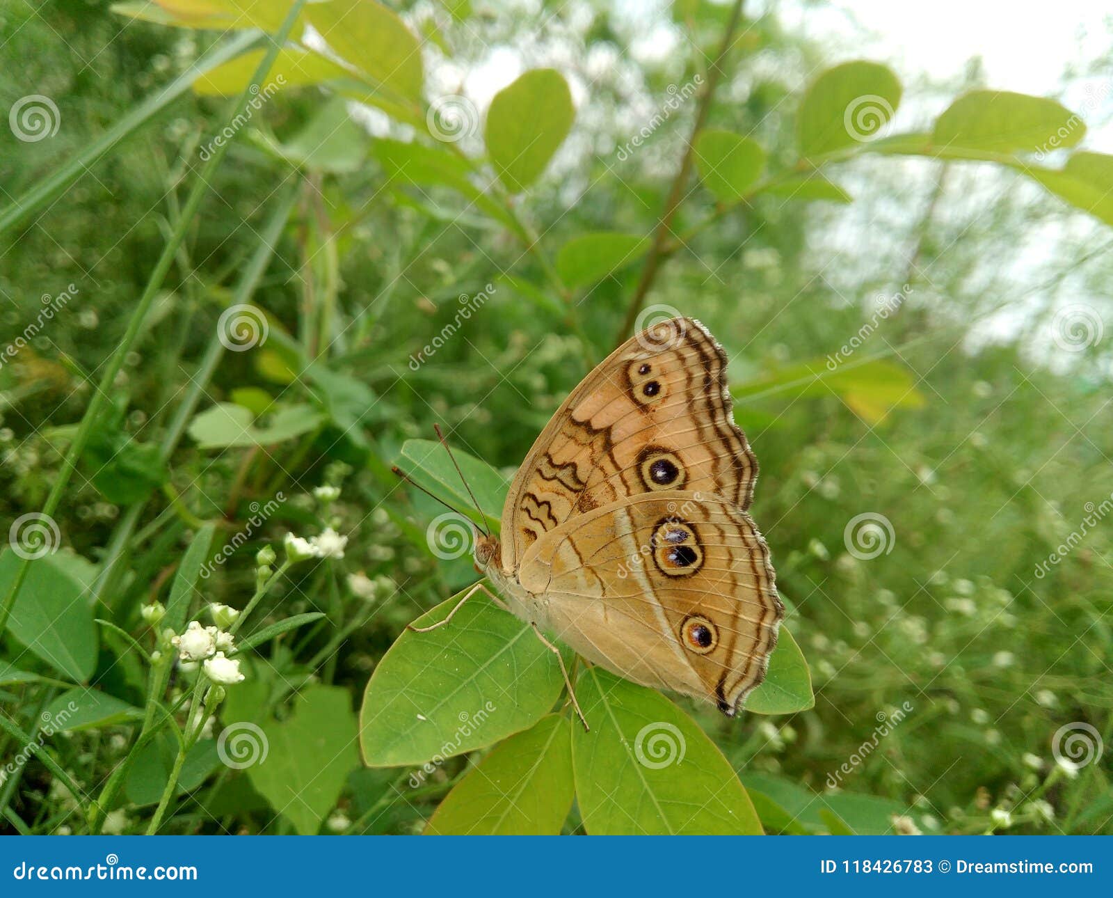 Beautiful Batterfly stock image. Image of batterfly - 118426783