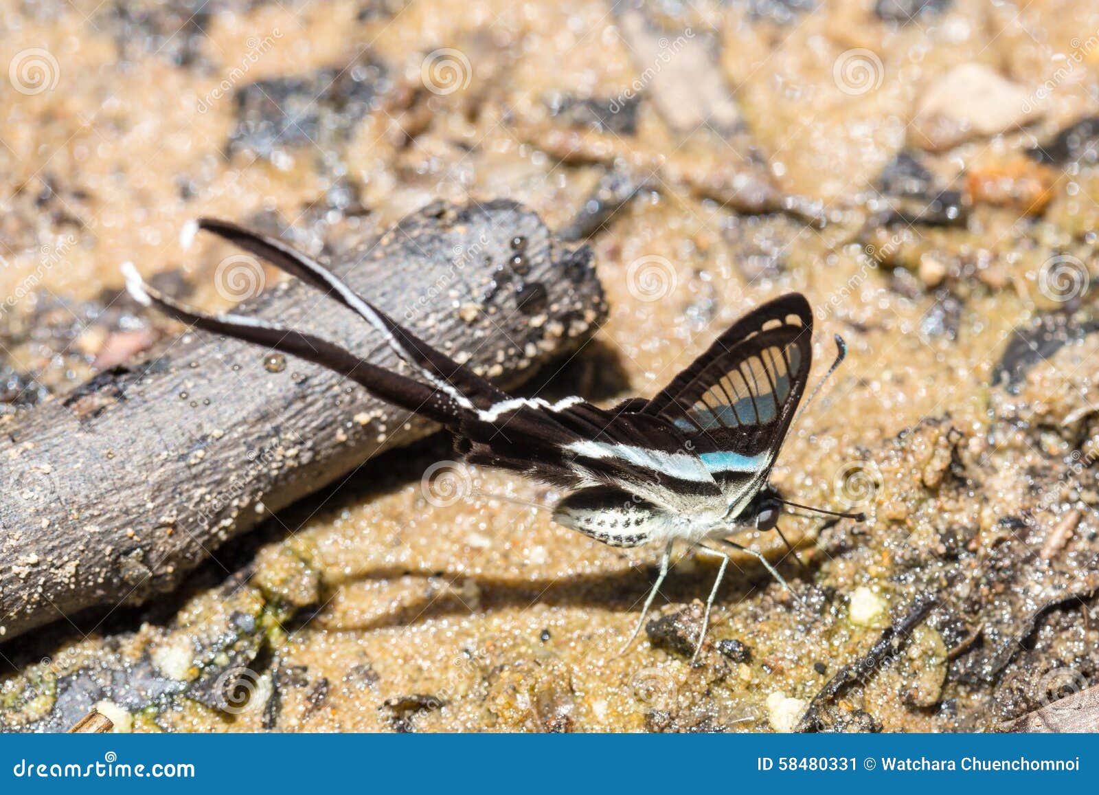 Beautiful battrefly stock image. Image of beutiful, bourke - 58480331