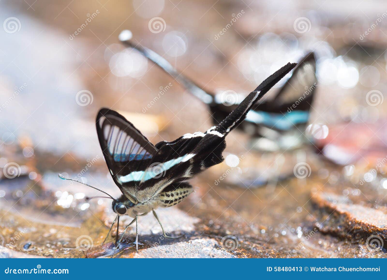 Beautiful battrefly stock image. Image of biked, bake - 58480413