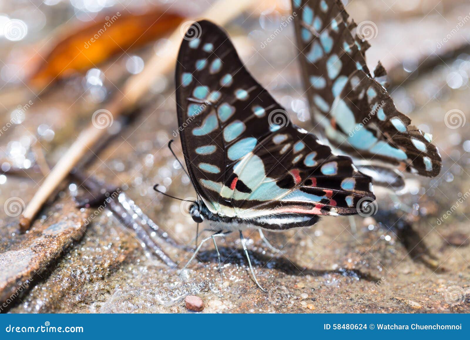 Beautiful battrefly stock photo. Image of bock, bodge - 58480624