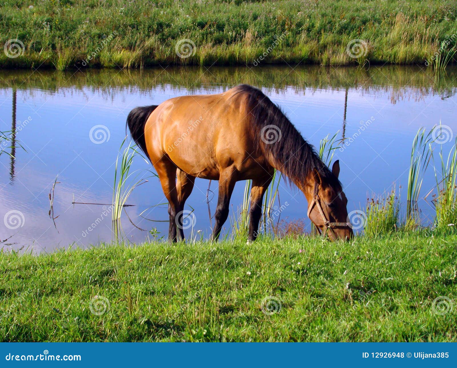 The beautiful bay horse stock photo. Image of horses - 12926948