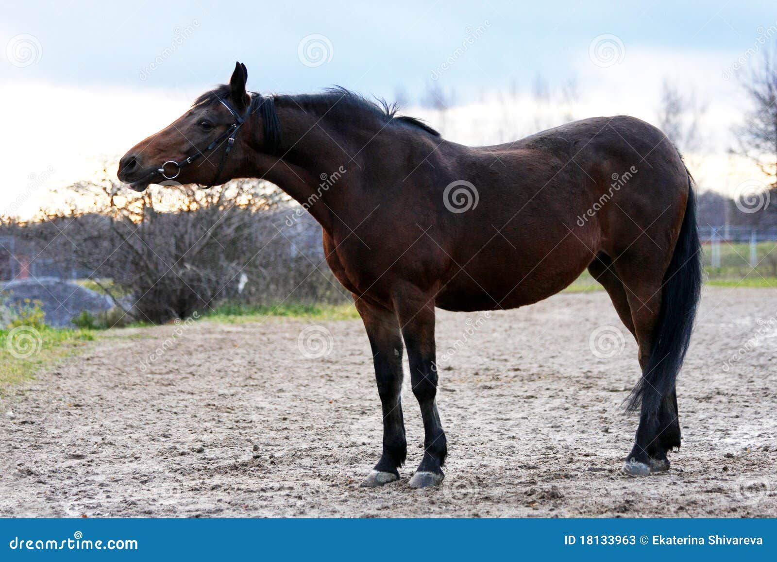 Beautiful Bay Horse in Automn Stock Image - Image of meadow ...