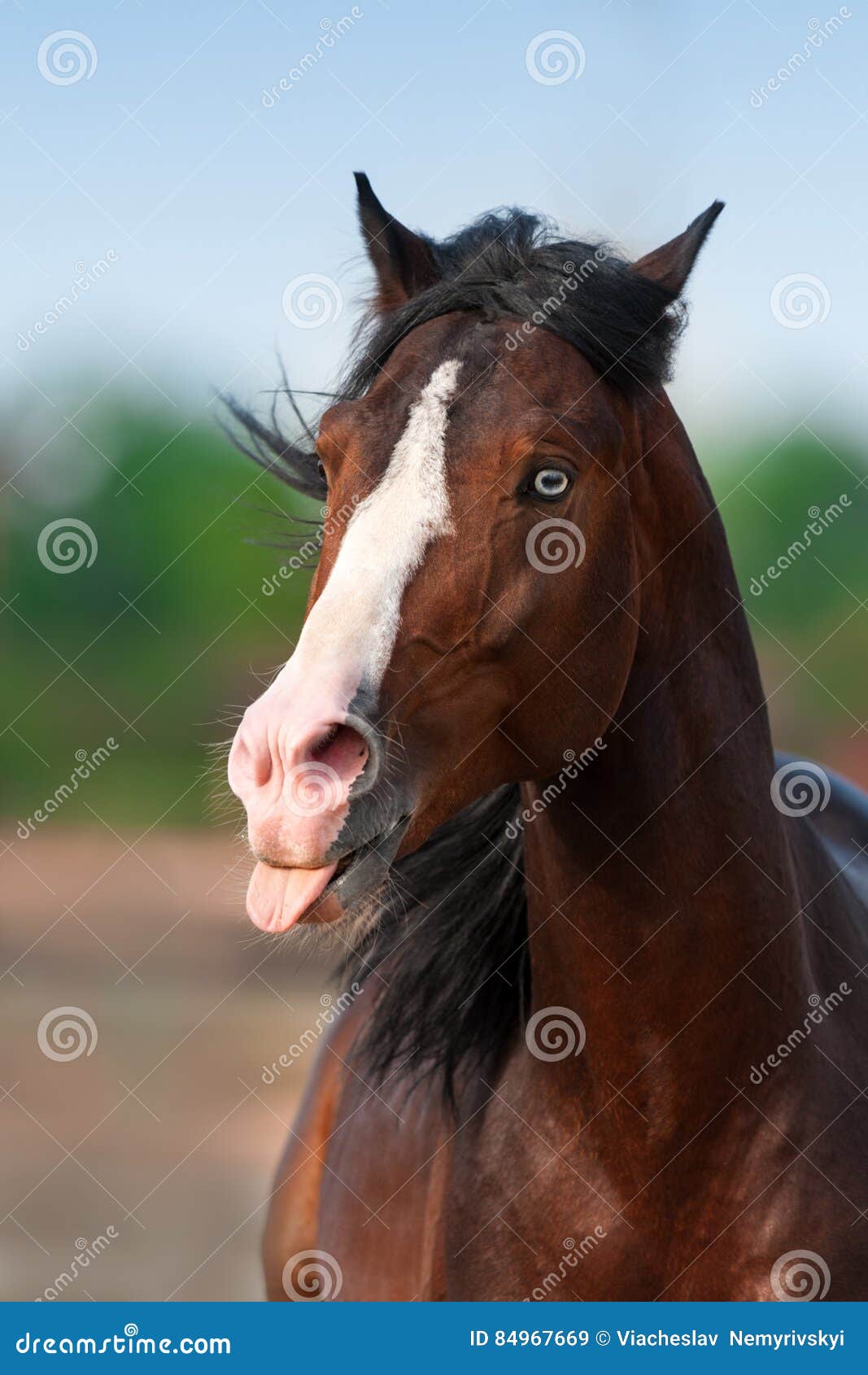 Beautiful bay horse stock image. Image of closeup, blueeyed - 84967669