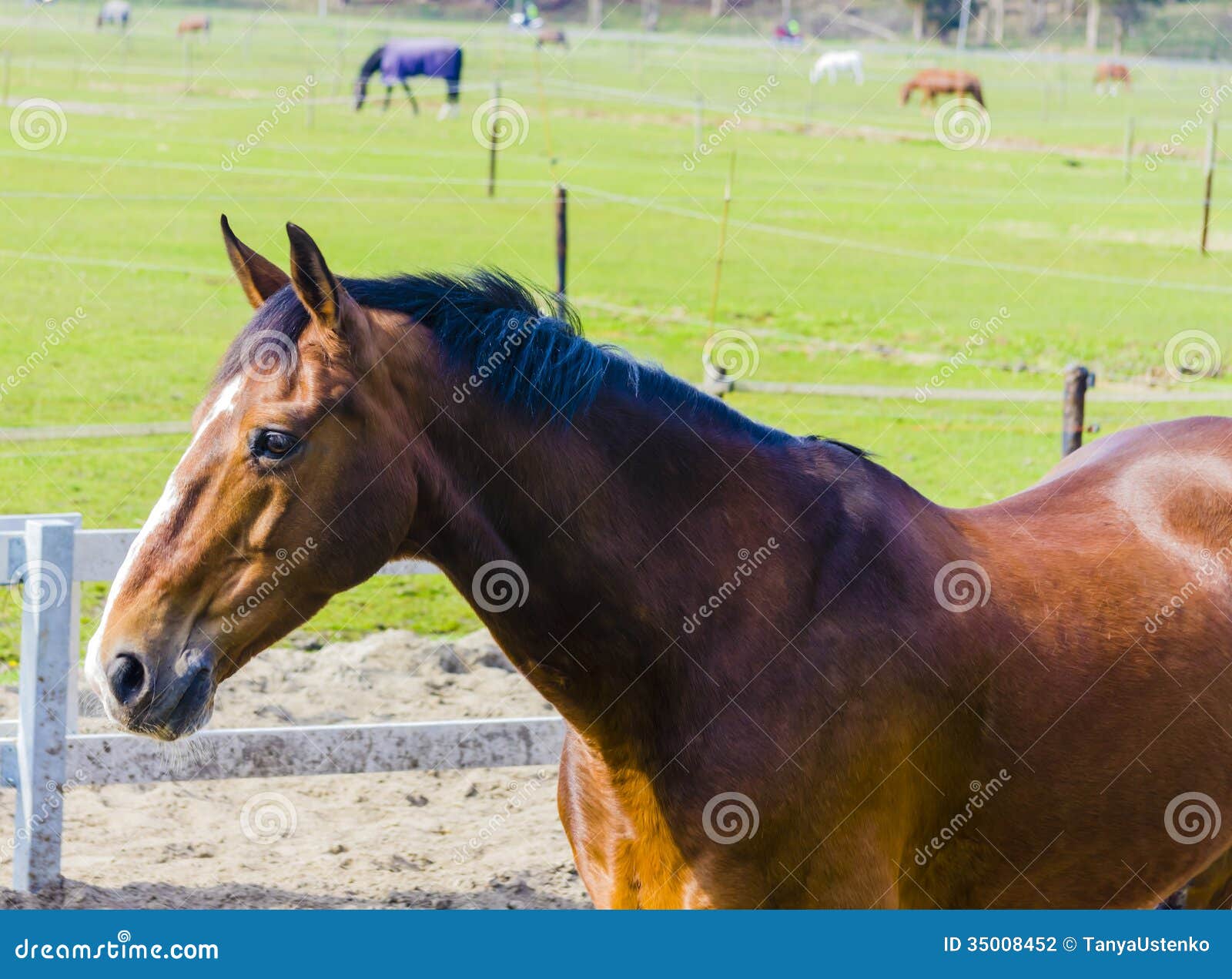 Beautiful Bay Horse on the Farm Field Stock Photo - Image of grass ...
