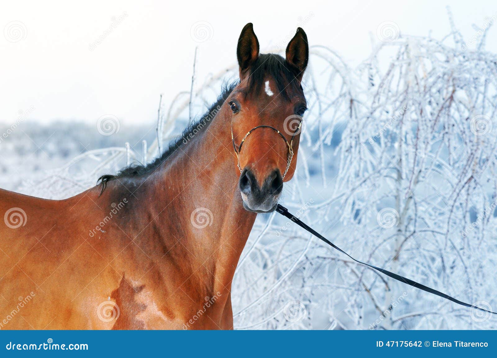 Beautiful Bay Horse in Magic Winter Forest Stock Photo - Image of ...