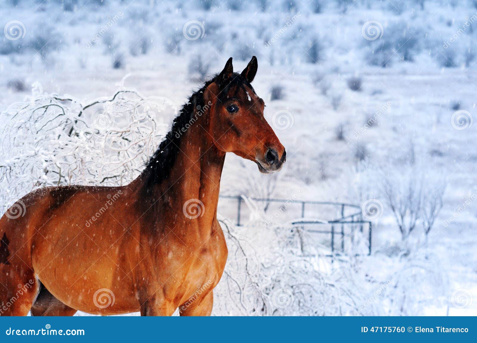 Beautiful Bay Horse in Magic Winter Forest Stock Photo - Image of ...