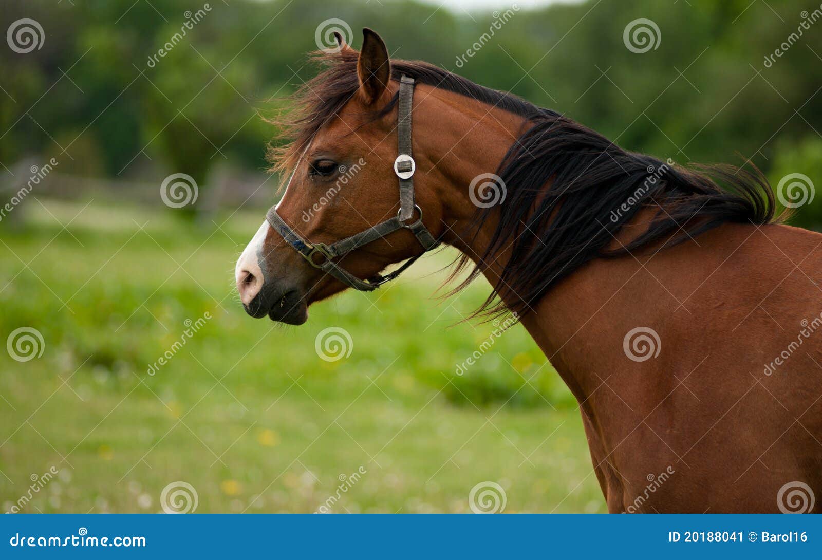 Beautiful Bay Horse Portrait Stock Image - Image of green, head: 20188041