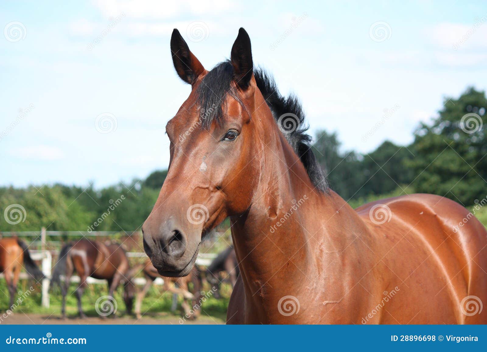 Beautiful Bay Horse Portrait Stock Photo - Image of gelding, stallion ...