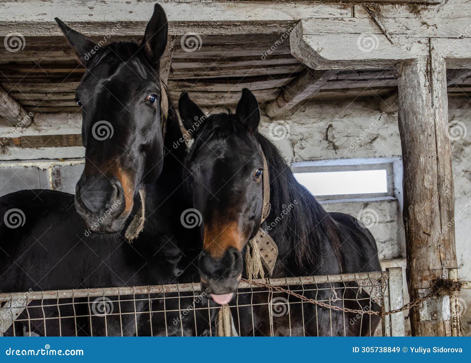 Beautiful Bay Horse Standing in the Stable Stock Image - Image of race ...