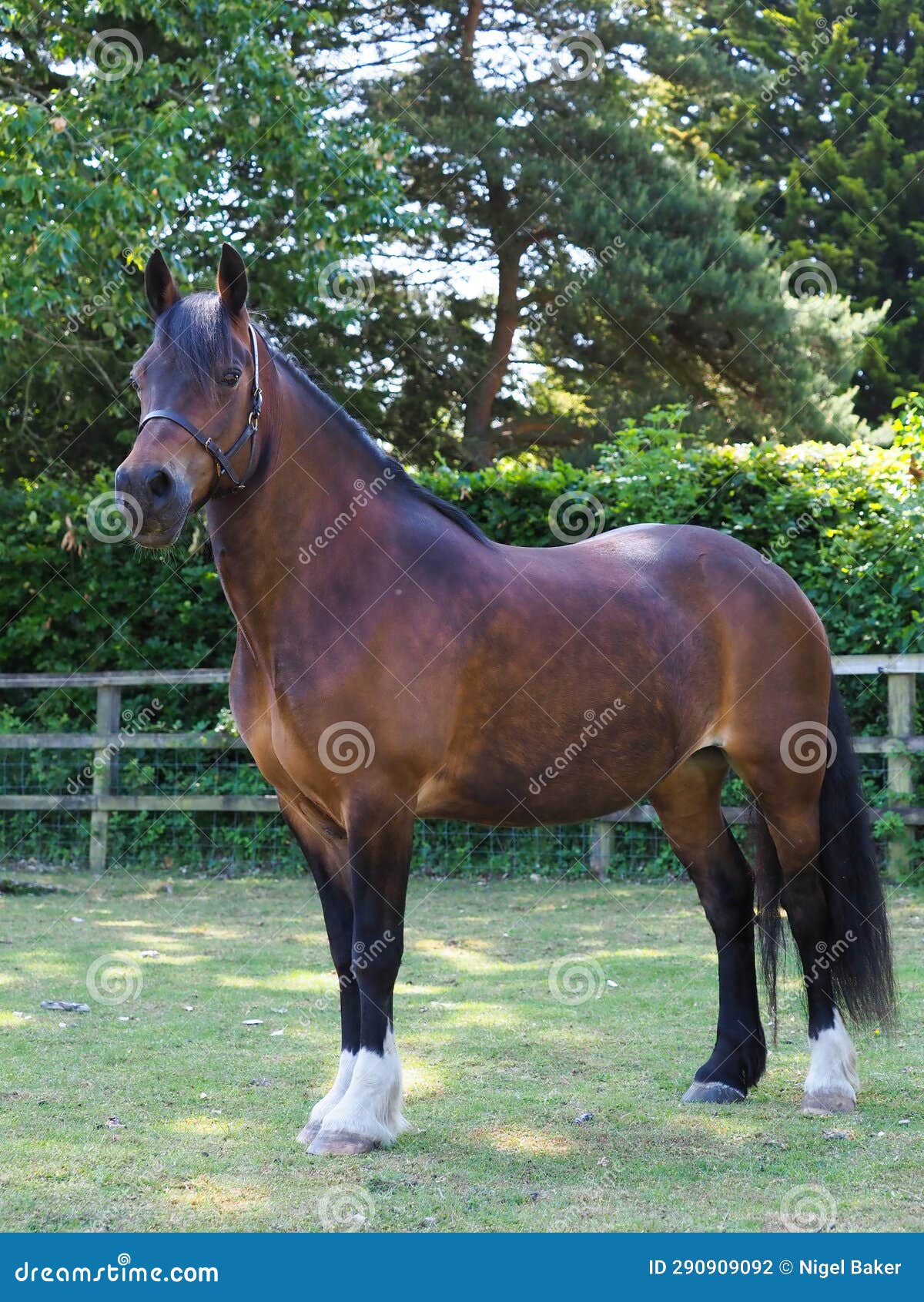 Beautiful Bay Horse stock photo. Image of equine, paddock - 290909092