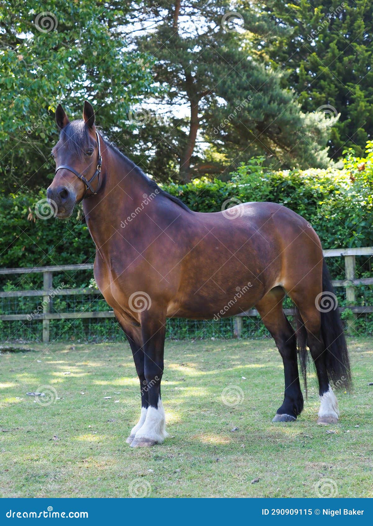 Beautiful Bay Horse stock image. Image of mountain, grass - 290909115