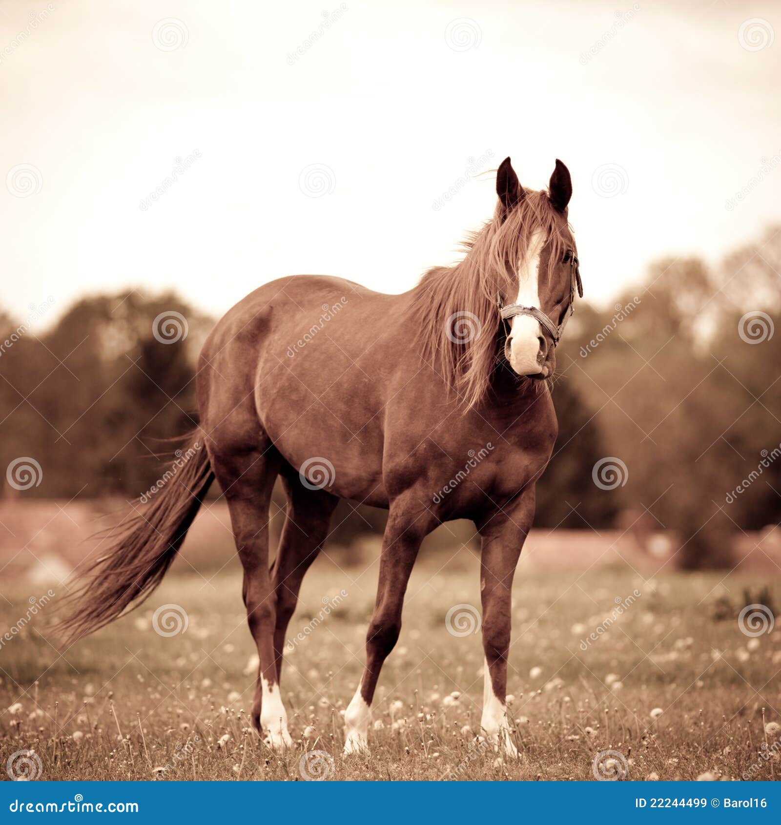 Beautiful Bay Mare in a Meadow Stock Image - Image of dandelions ...