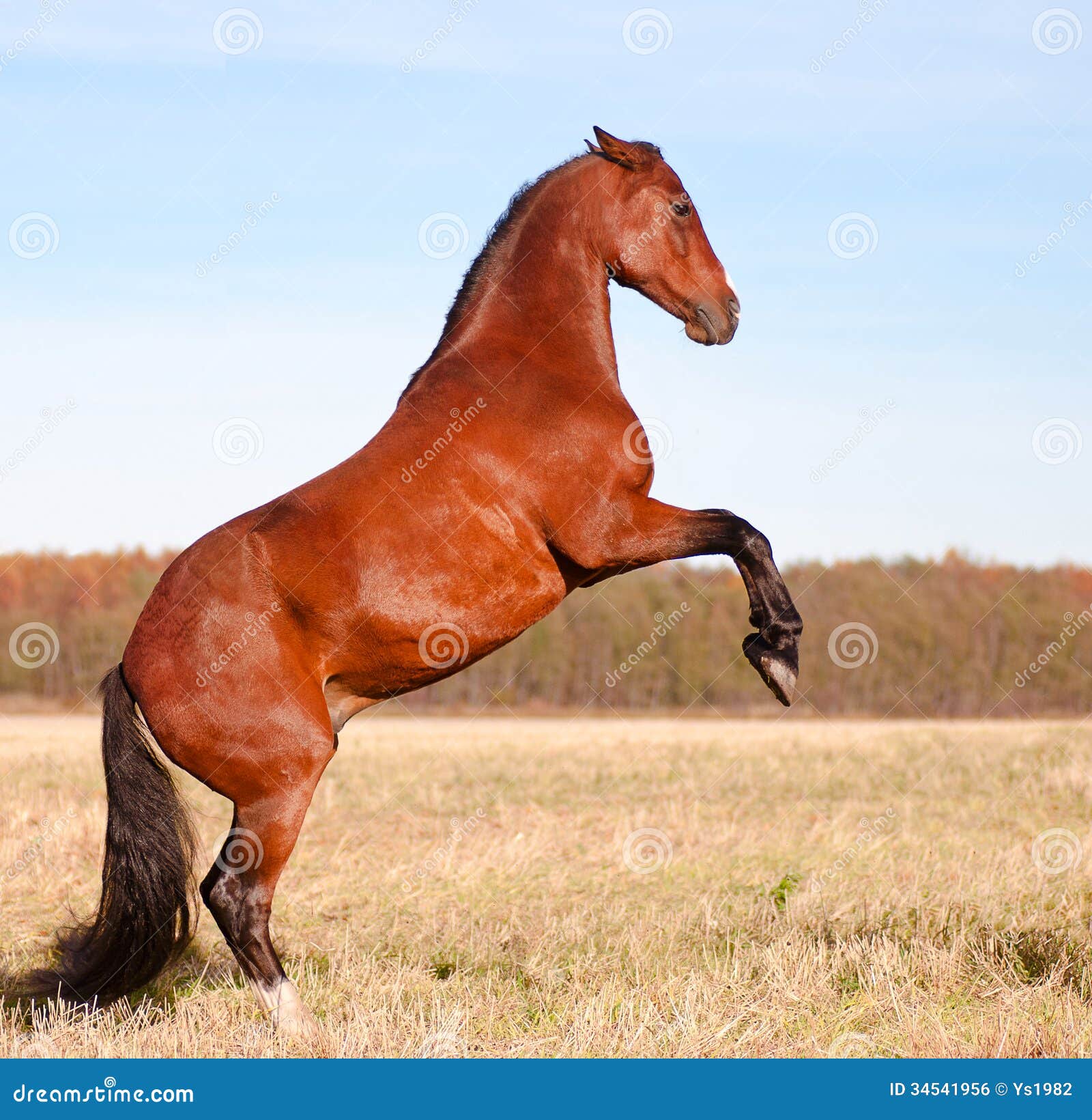 Beautiful Bay Stallion Standing in the Meadow Stock Photo - Image of ...