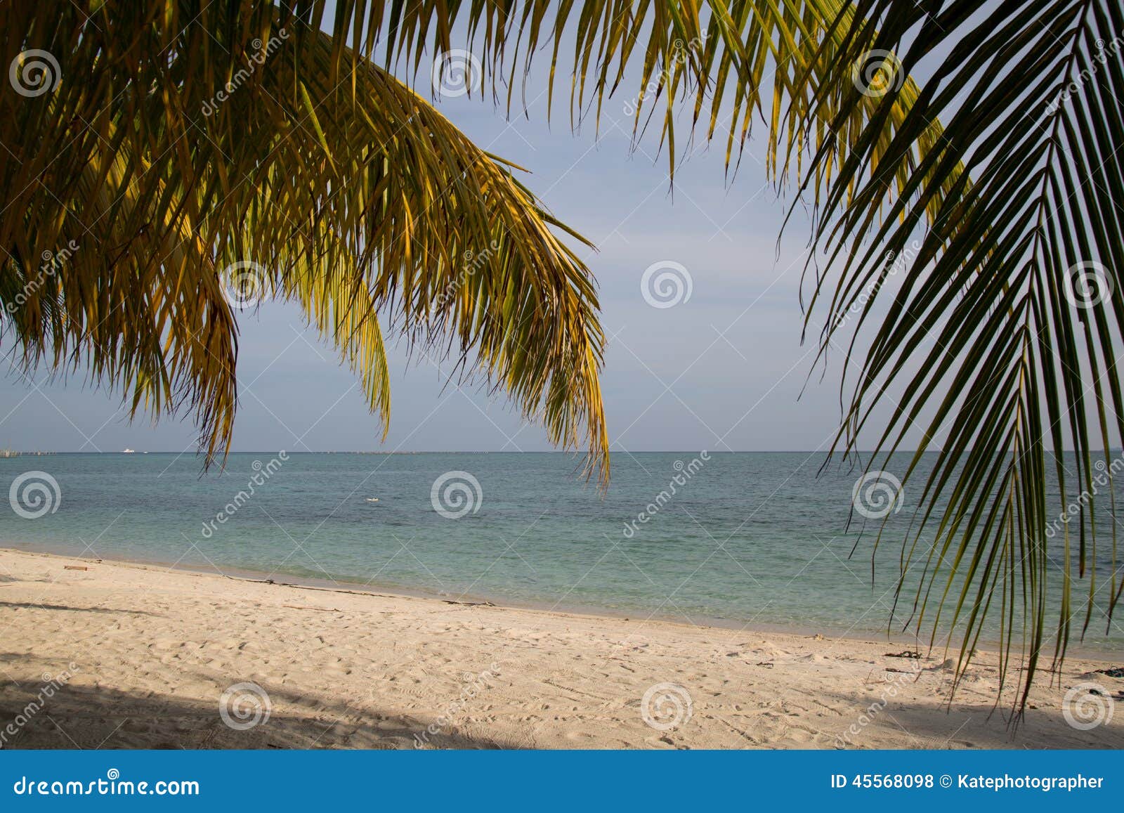 Beautiful Beach and Coconut Tree. Stock Photo - Image of island ...
