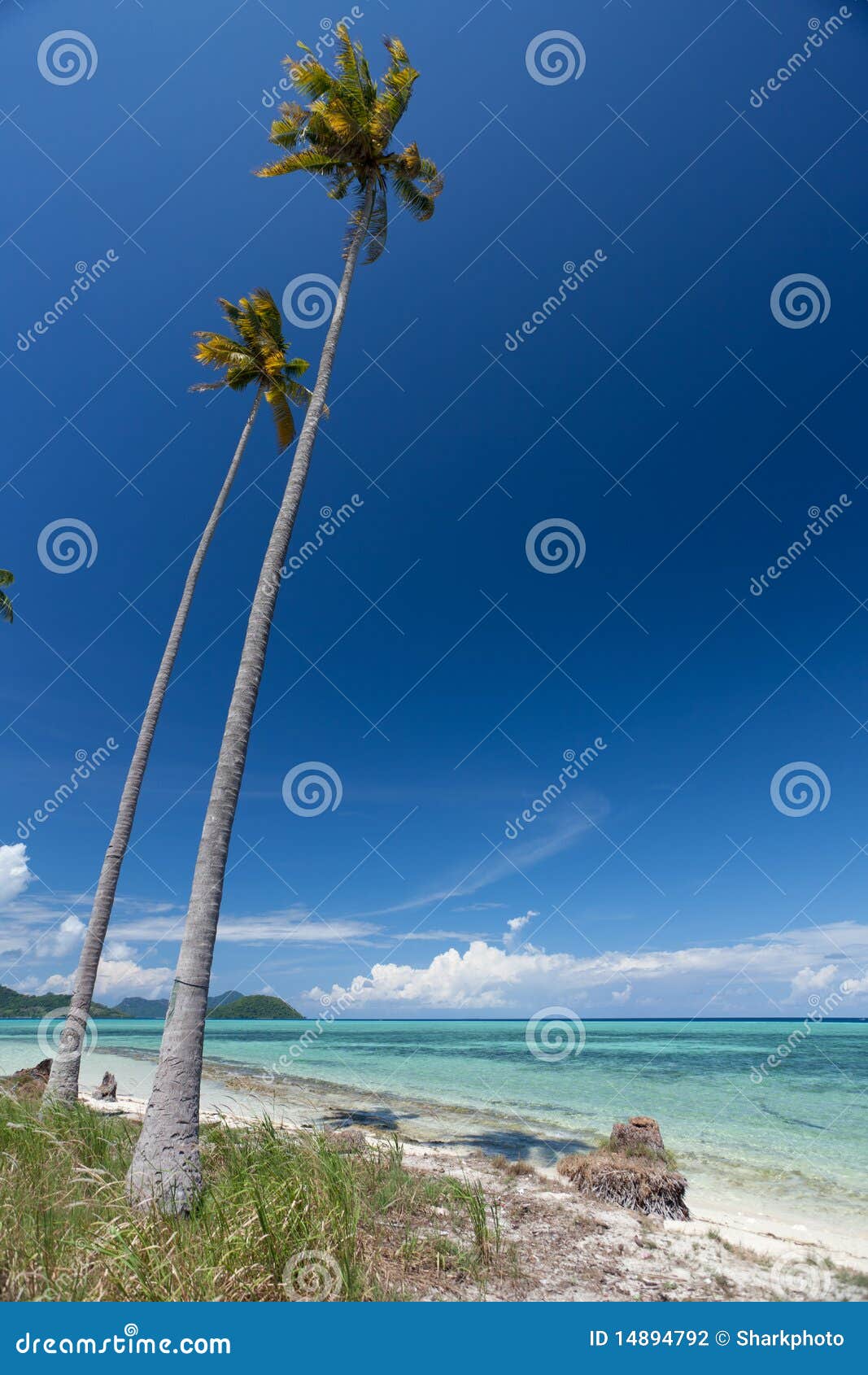 Beautiful Beach and Coconut Trees Stock Photo - Image of landscape ...