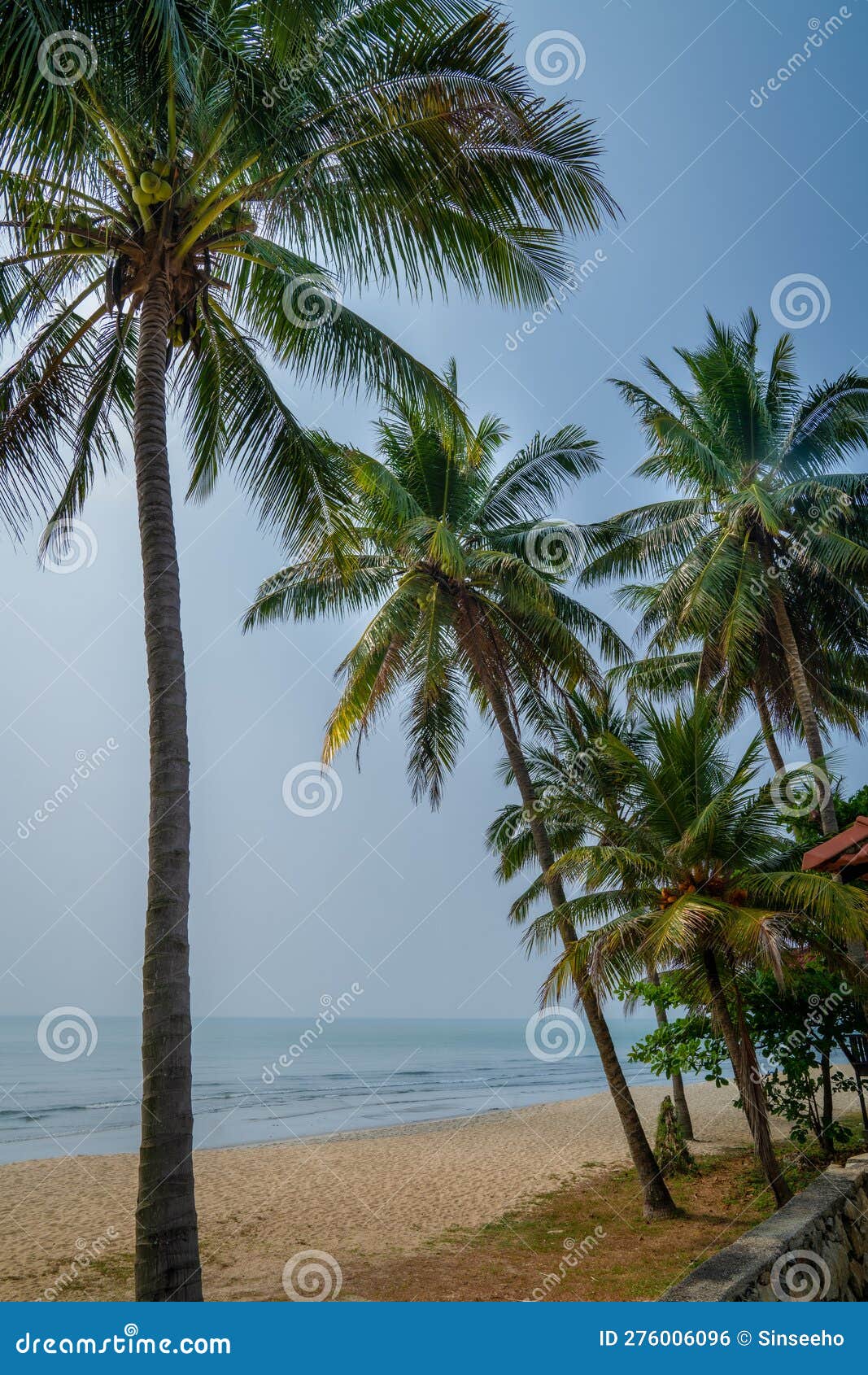 Beautiful Beach with Coconut Trees Stock Photo - Image of recreation ...