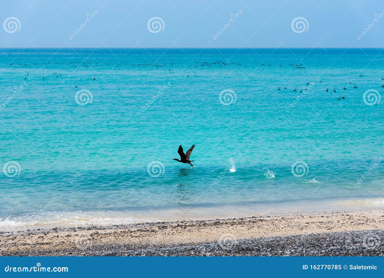 Beautiful Beach Crowded with Birds Stock Image - Image of clear ...