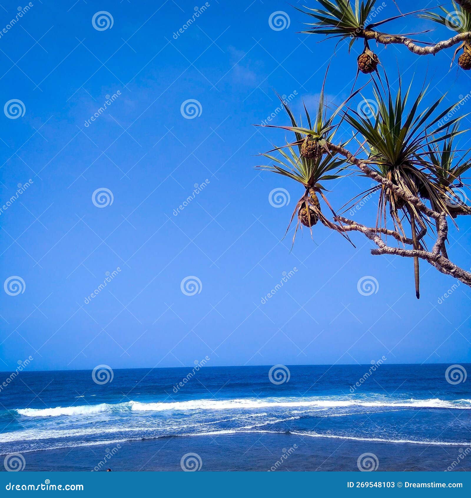 Hala Fruit, Pandanus Tectorius. Exotic Tropical Fruit Royalty-Free ...