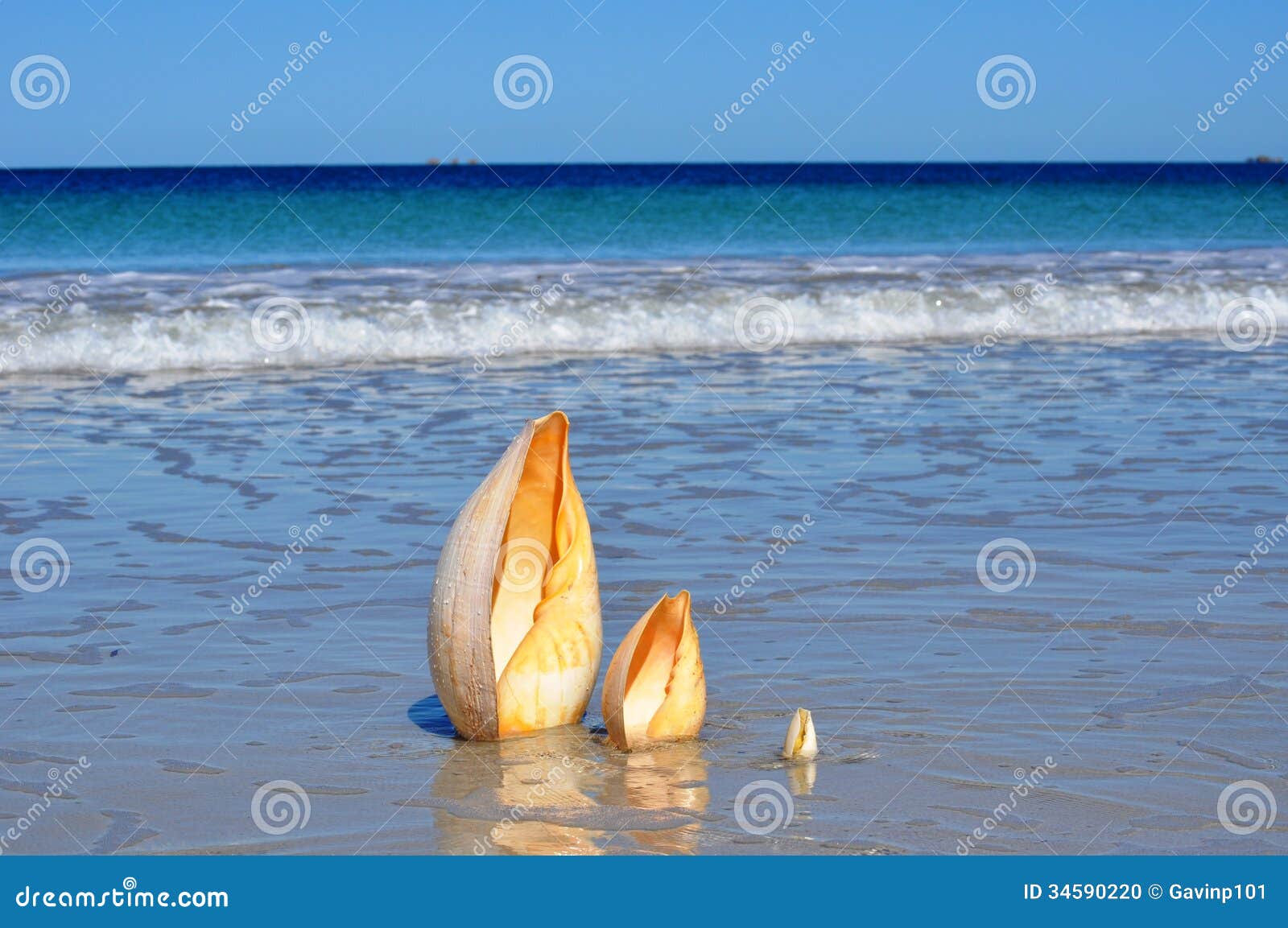 Beautiful Beach with Large Cone Shells Vertical Stock Photo - Image of ...