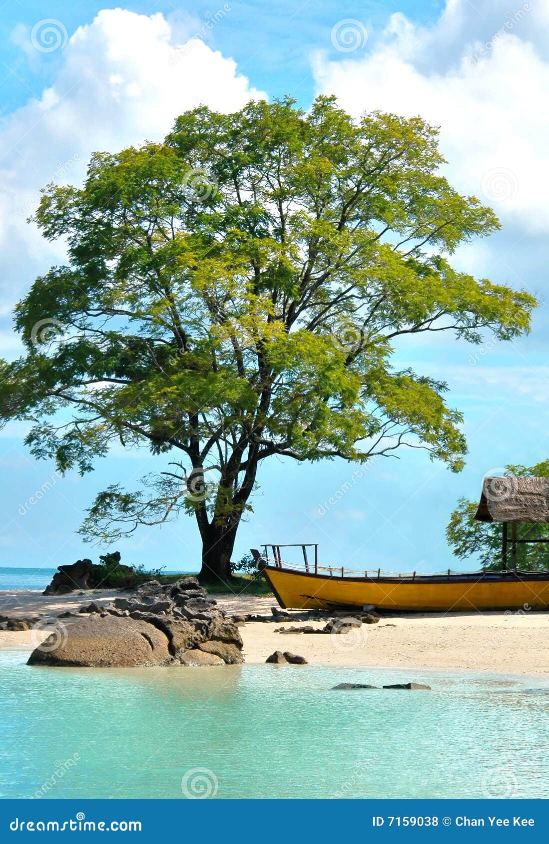 Beautiful Beach with Large Tree and Boat Stock Photo - Image of exotic ...