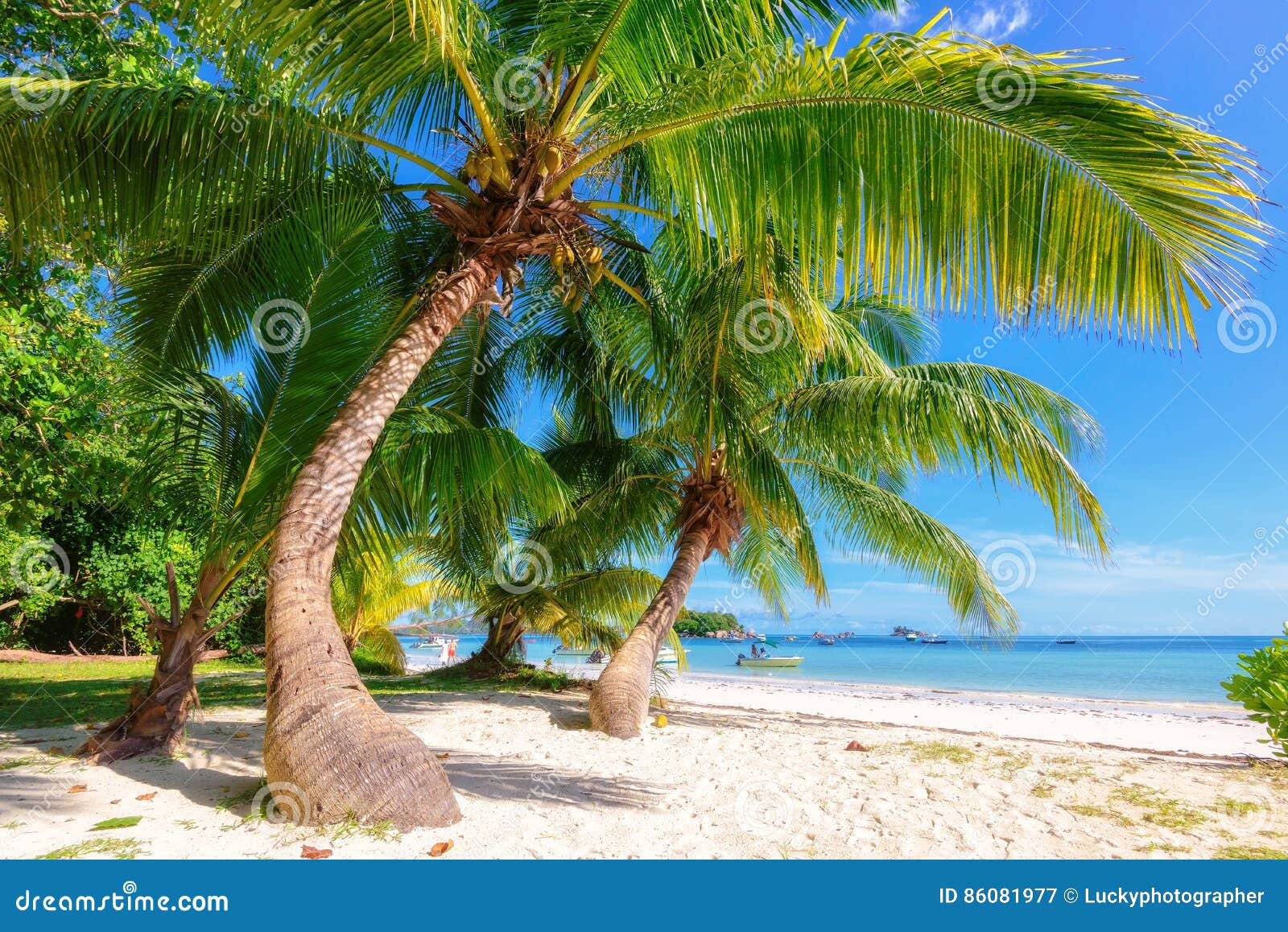 Beautiful Beach with Palm Tree at Seychelles. Stock Image - Image of ...