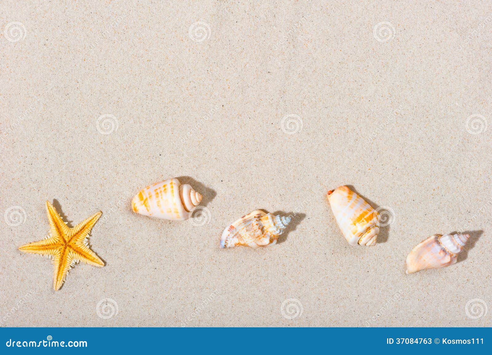 Beautiful Beach Sand and Sea Creatures Stock Image - Image of conch ...