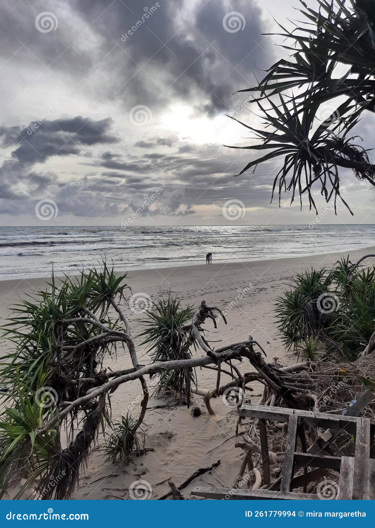 Beautiful Beachside Trees Get Hit by the Waves Every Night Stock Photo ...