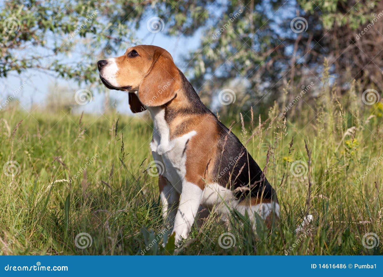 A beautiful Beagle dog stock photo. Image of head, canine - 14616486
