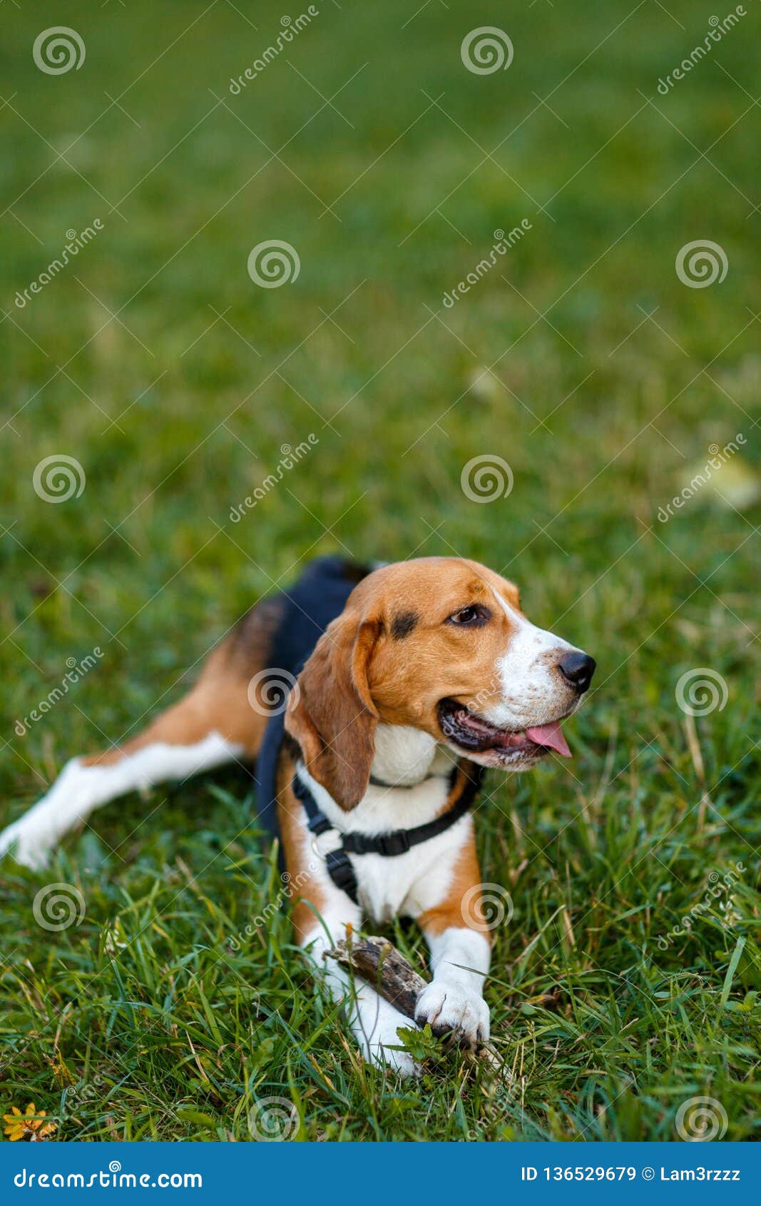 Beautiful Beagle Dog Lying on the Grass Stock Image - Image of ...