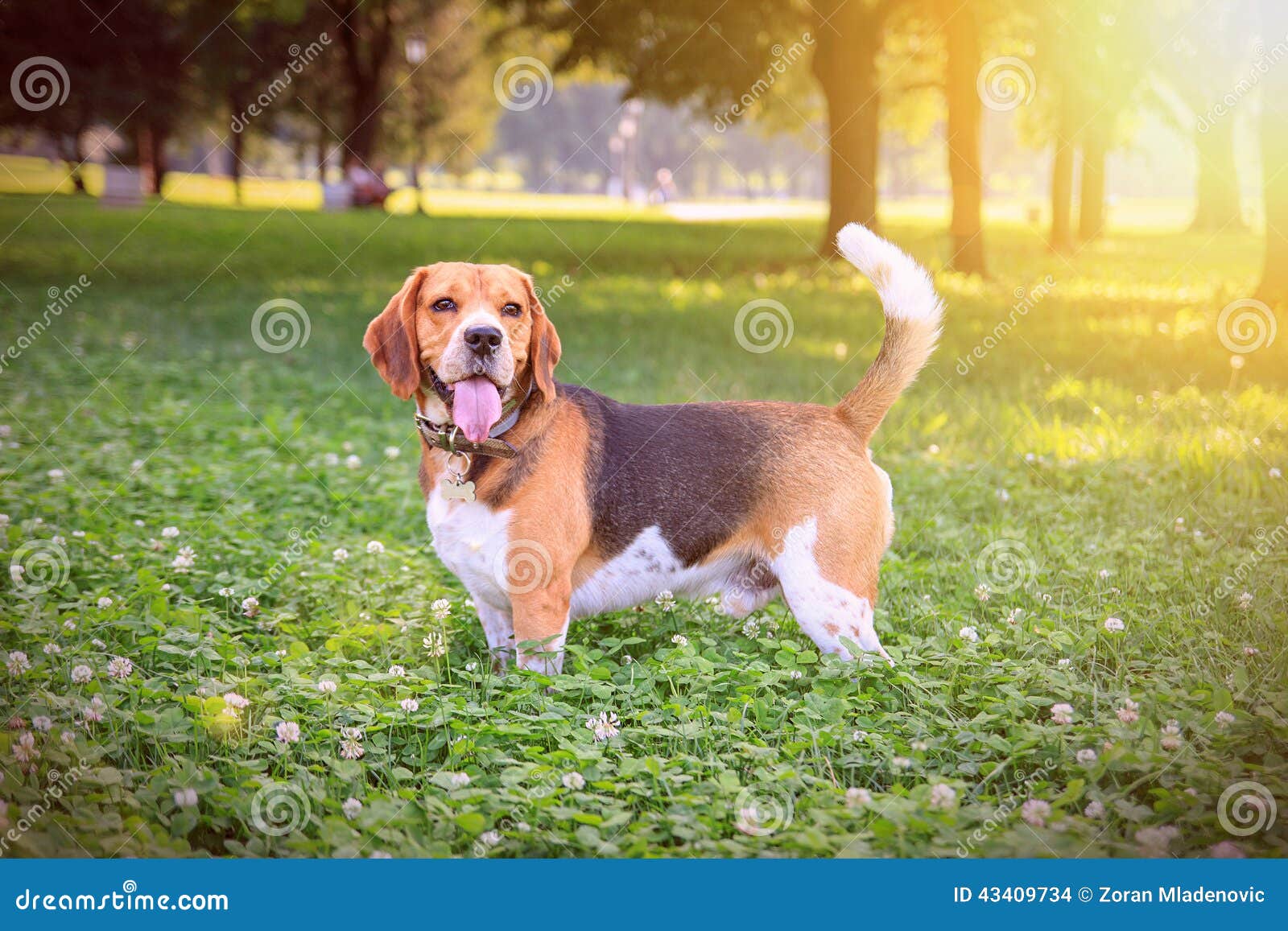 Beautiful Beagle Dog in the Park on Sunset Stock Photo - Image of ...