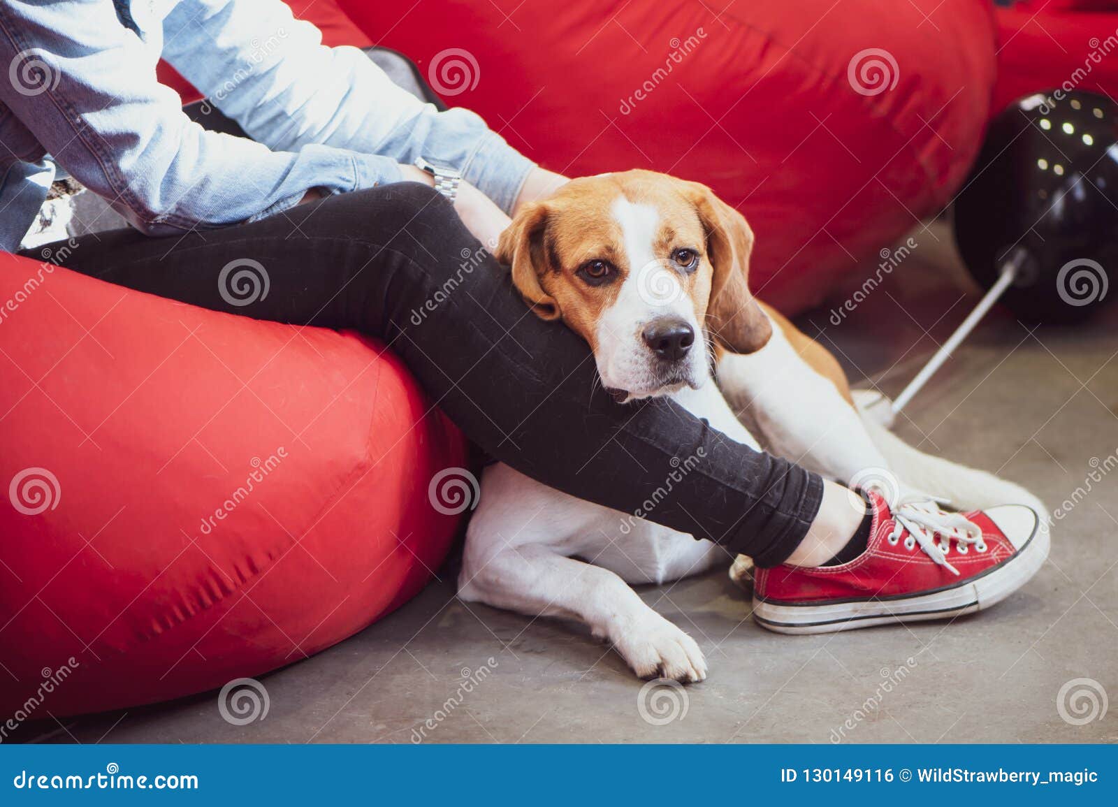 Beautiful Beagle at the Dog Show Stock Photo - Image of dogs, portrait ...