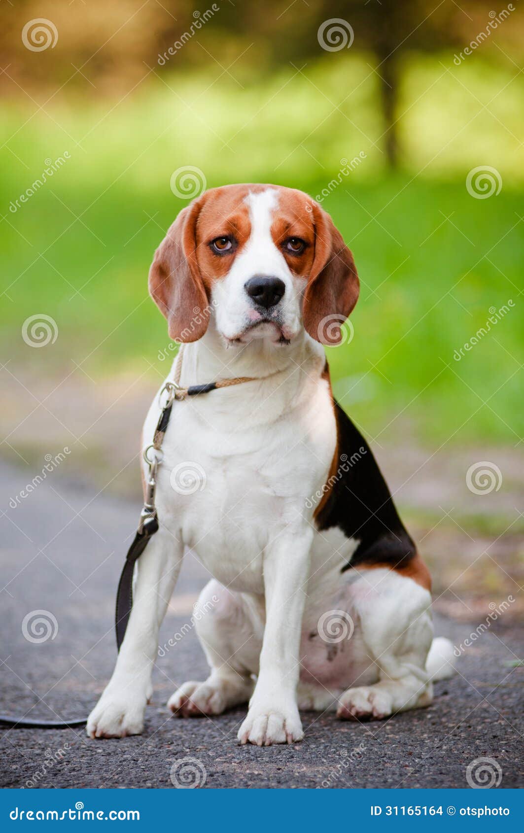 Beautiful Beagle Dog Sitting Outdoors Stock Photo - Image of leash ...