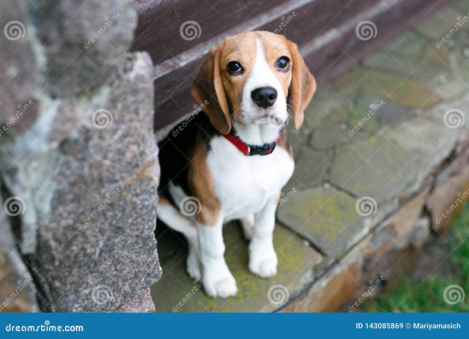 Beautiful beagle dogs stock image. Image of look, cute - 143085869