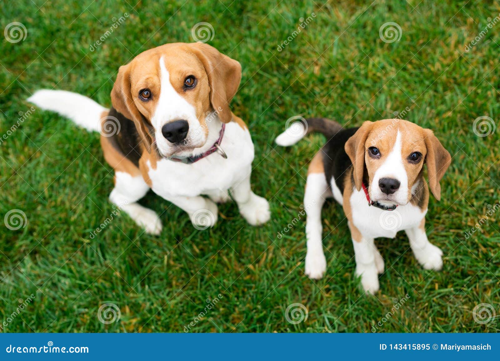 Beautiful Beagle Dogs.Cute Friends Stock Image - Image of small, spring ...